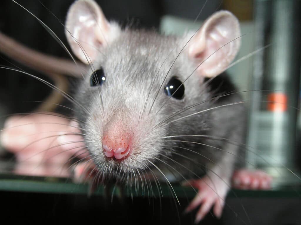 How to Prevent Rats in My Basement? - Windowell Expressions